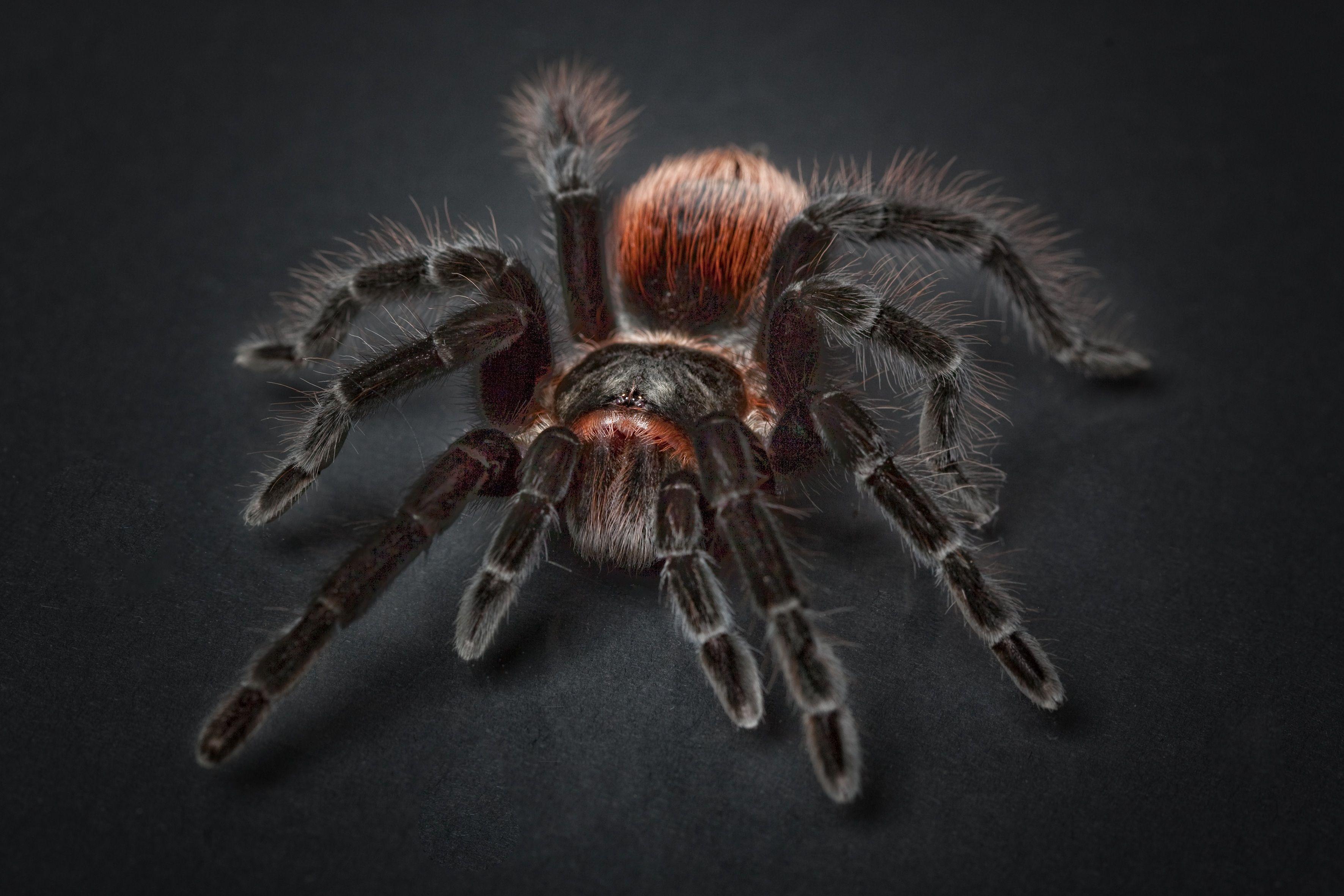 Spider Insect Wallpapers - Top Free Spider Insect Backgrounds ...
