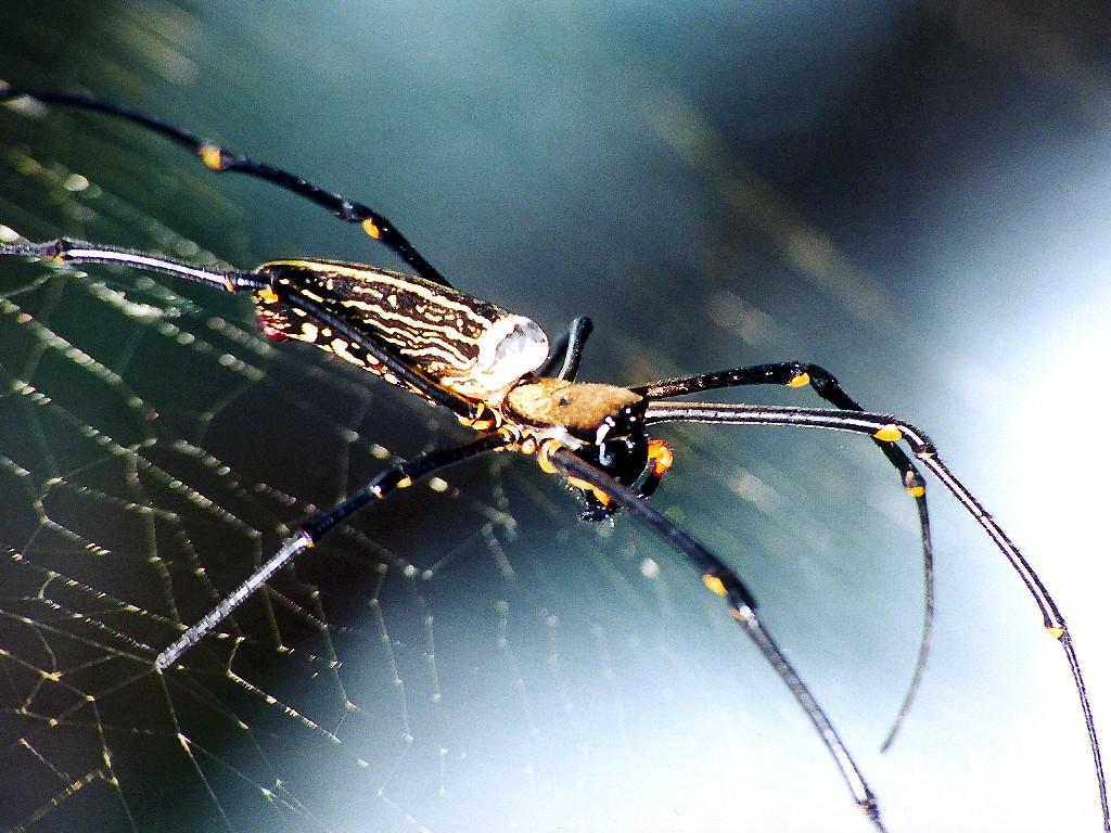 Giant Spider Wallpapers - Top Free Giant Spider Backgrounds ...