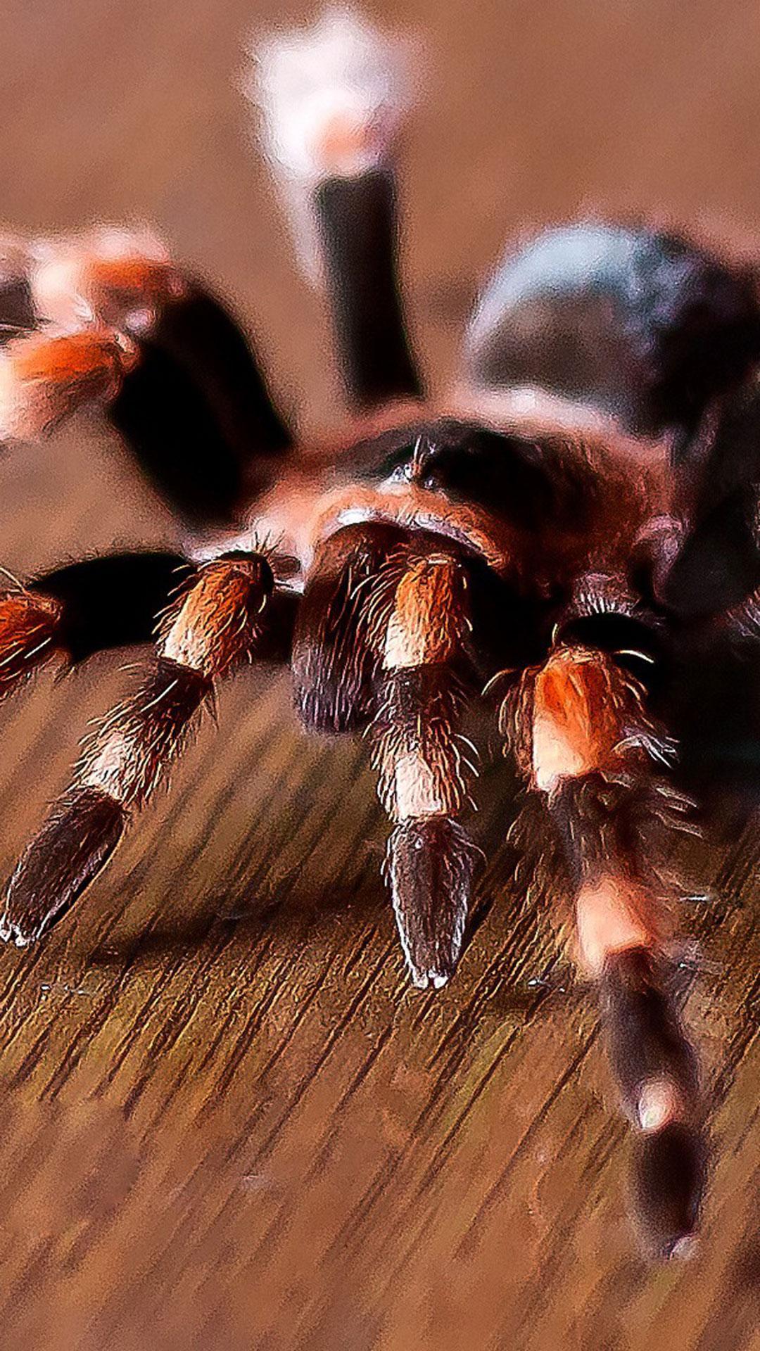 Tarantula Spider Wallpapers - Top Free Tarantula Spider Backgrounds ...