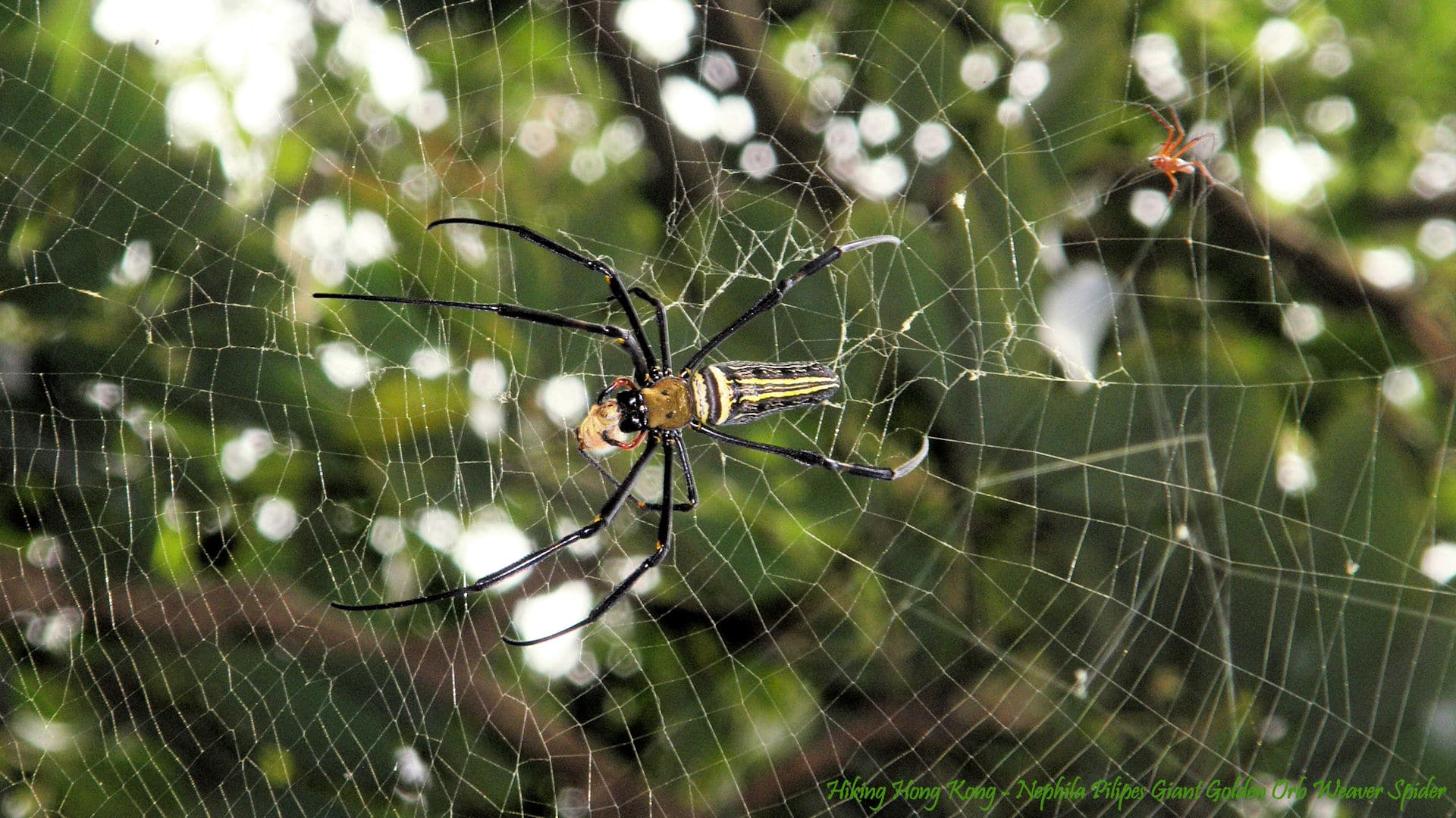 Giant Spider Wallpapers - Top Free Giant Spider Backgrounds ...