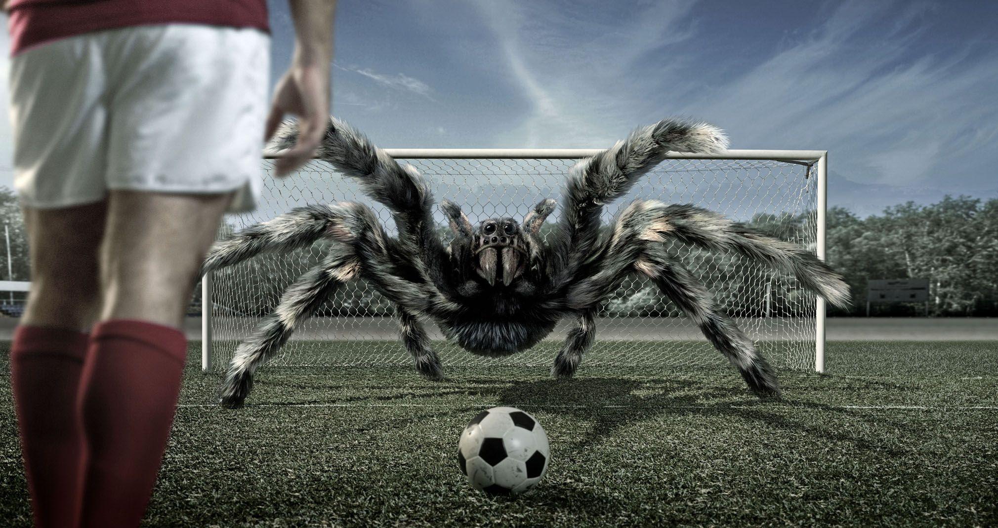 Giant Spider Wallpapers - Top Free Giant Spider Backgrounds ...