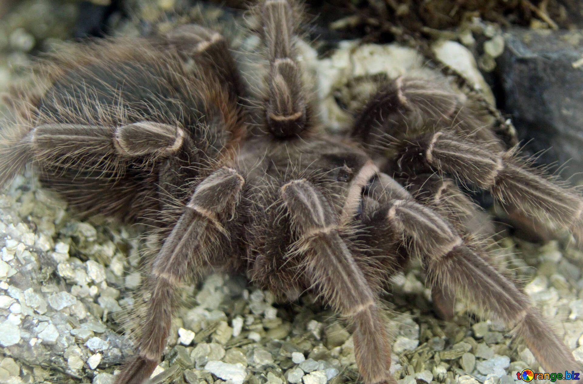 Giant Spider Wallpapers - Top Free Giant Spider Backgrounds ...