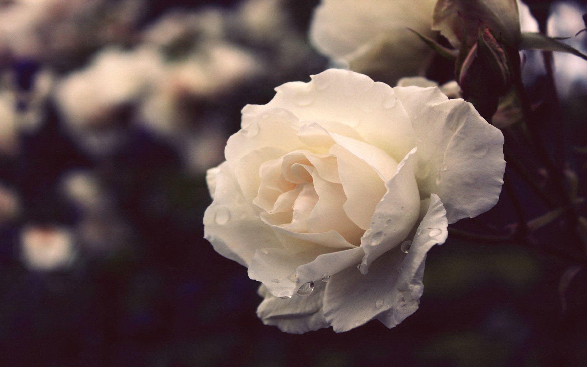 Elegant Rose Wallpapers - Top Free Elegant Rose Backgrounds ...