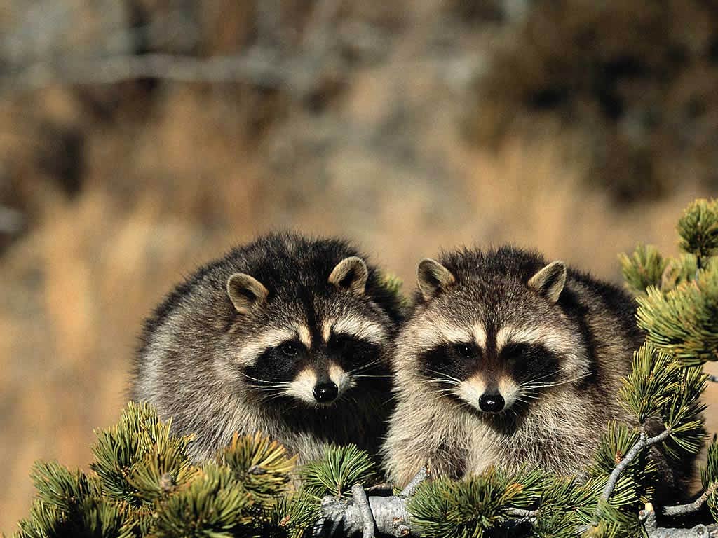 Coon Hunting Wallpapers - Top Free Coon Hunting Backgrounds ...