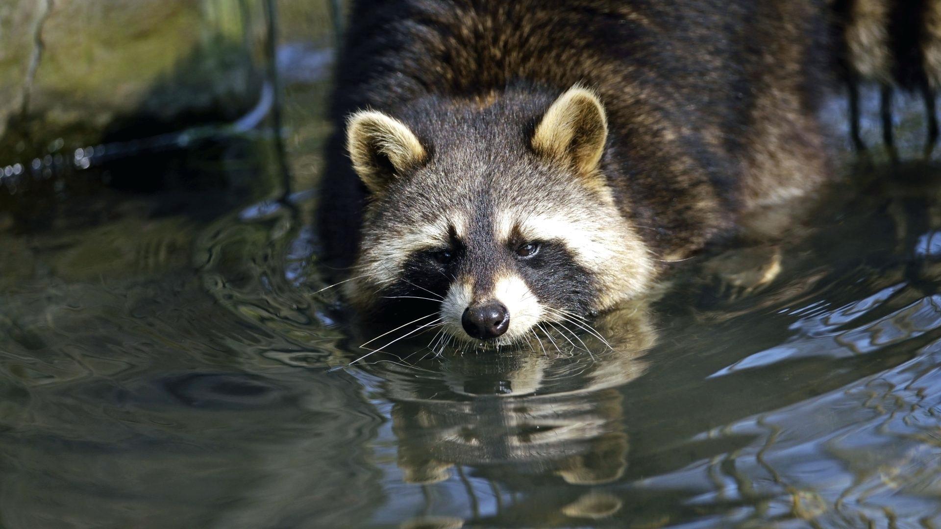 Coon Hunting Wallpapers - Top Free Coon Hunting Backgrounds ...