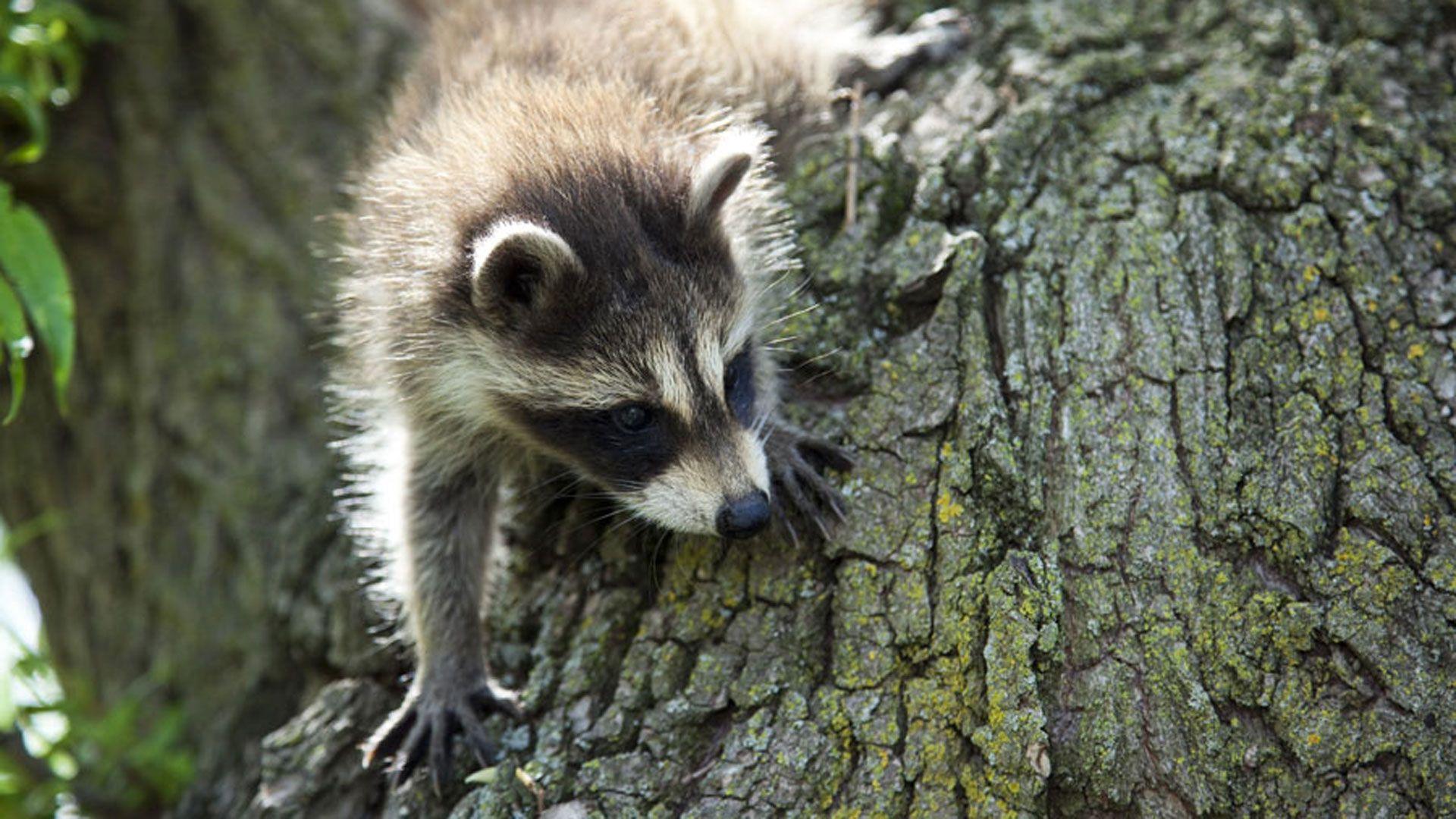 Coon Hunting Wallpapers - Top Free Coon Hunting Backgrounds ...