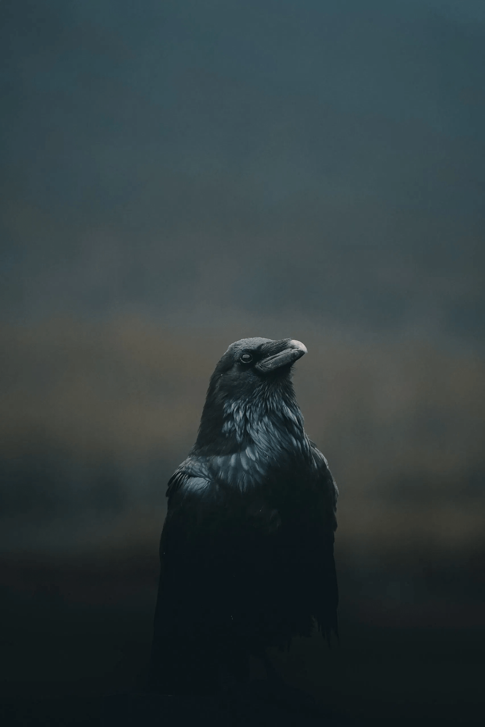 Crow Bird Wallpapers - Top Free Crow Bird Backgrounds - WallpaperAccess
