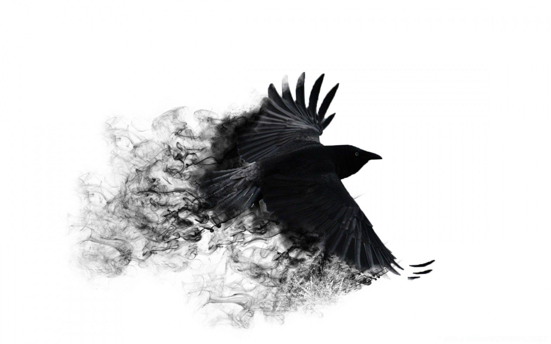 Crow Feather Wallpapers - Top Free Crow Feather Backgrounds ...