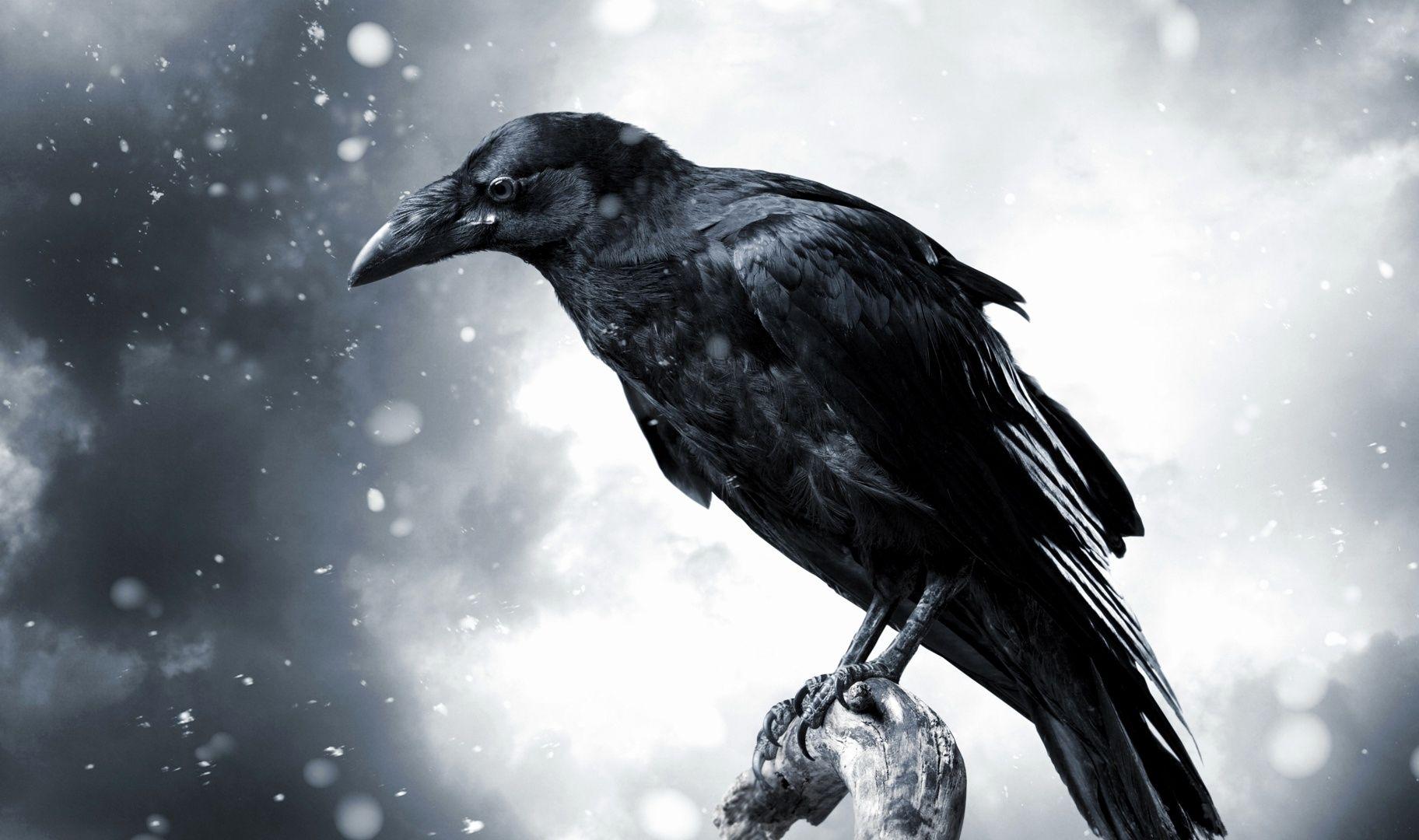 Crow Bird Wallpapers - Top Free Crow Bird Backgrounds - WallpaperAccess