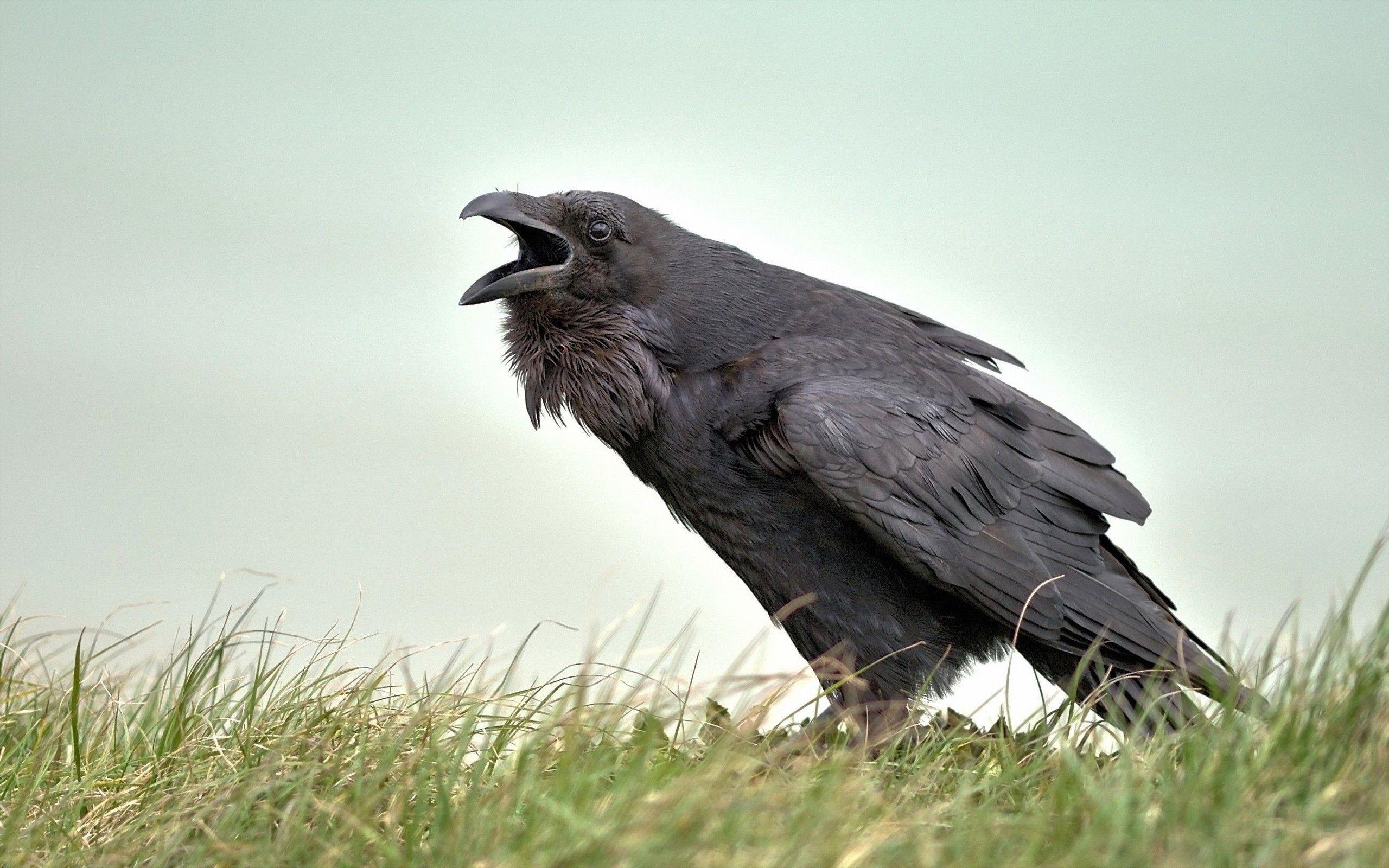 Crow Bird Wallpapers - Top Free Crow Bird Backgrounds - WallpaperAccess