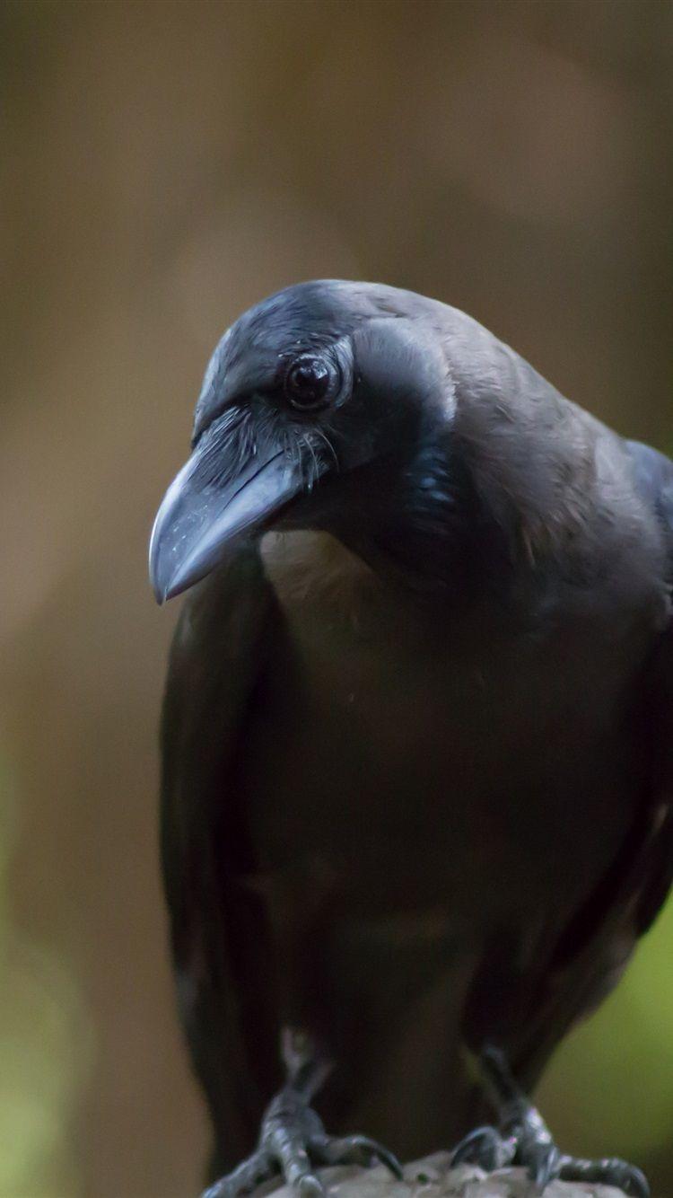 Crow Bird Wallpapers - Top Free Crow Bird Backgrounds - WallpaperAccess