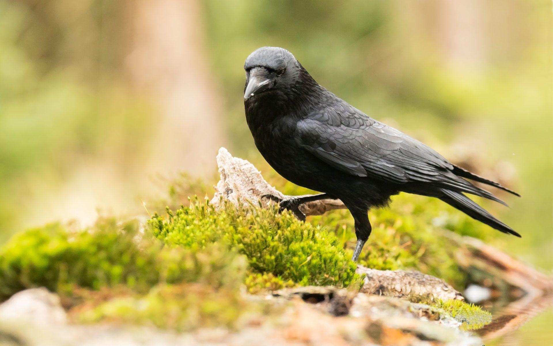 Crow Bird Wallpapers - Top Free Crow Bird Backgrounds - WallpaperAccess