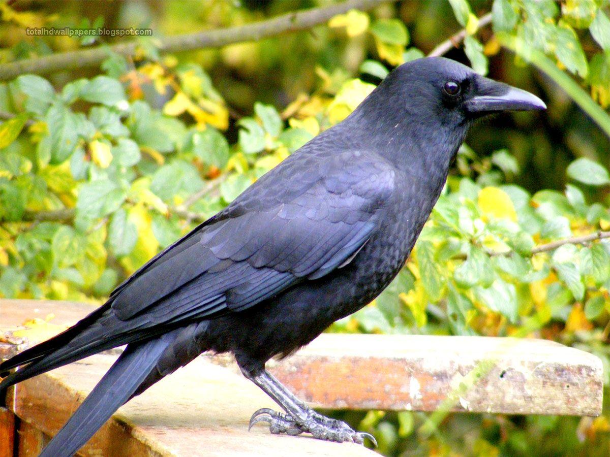 Crow Bird Wallpapers - Top Free Crow Bird Backgrounds - WallpaperAccess Crow Bird Wallpapers - Top Free Crow Bird Backgrounds - WallpaperAccess