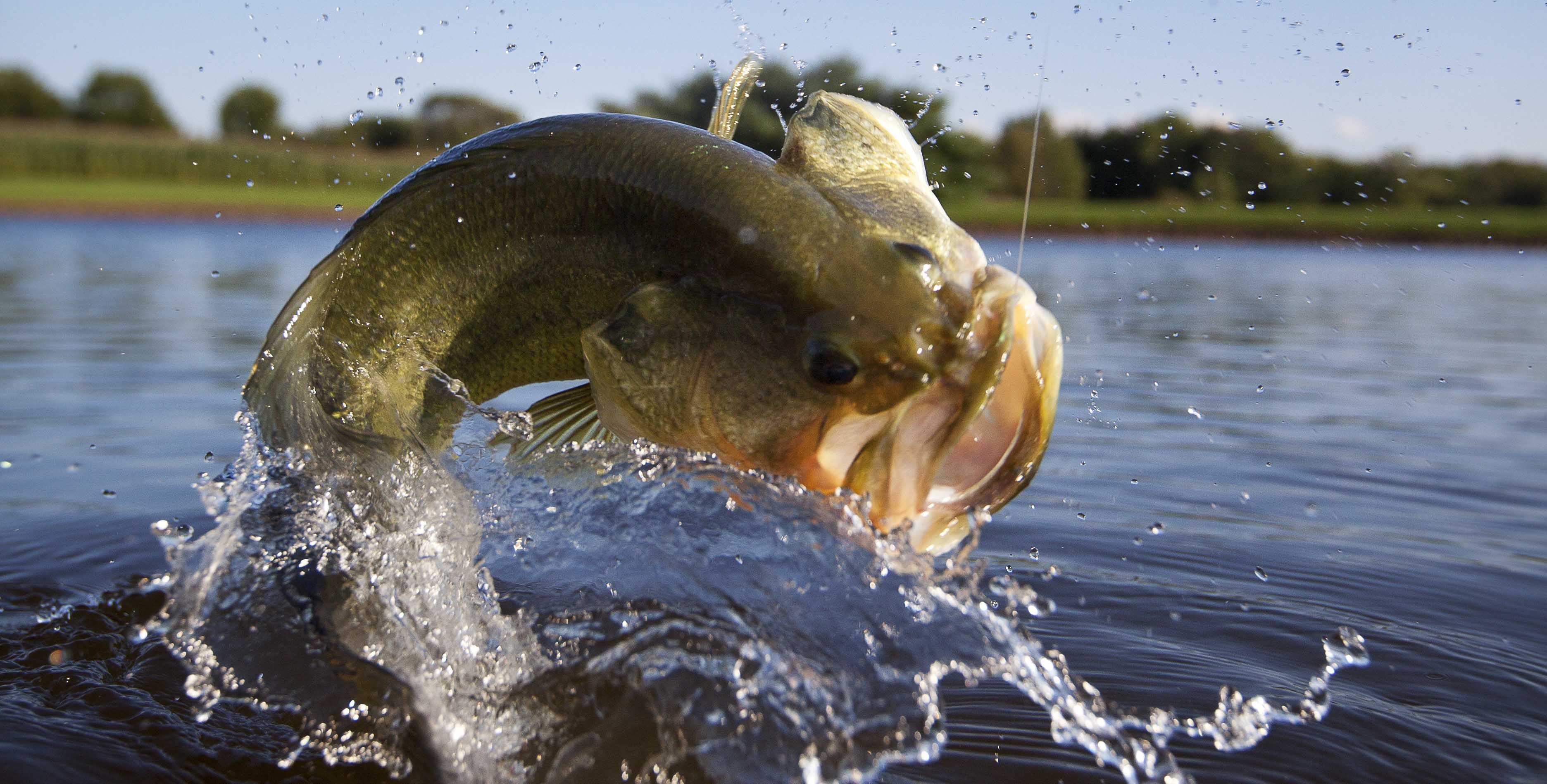 Bass Fish Wallpapers - Top Free Bass Fish Backgrounds - WallpaperAccess