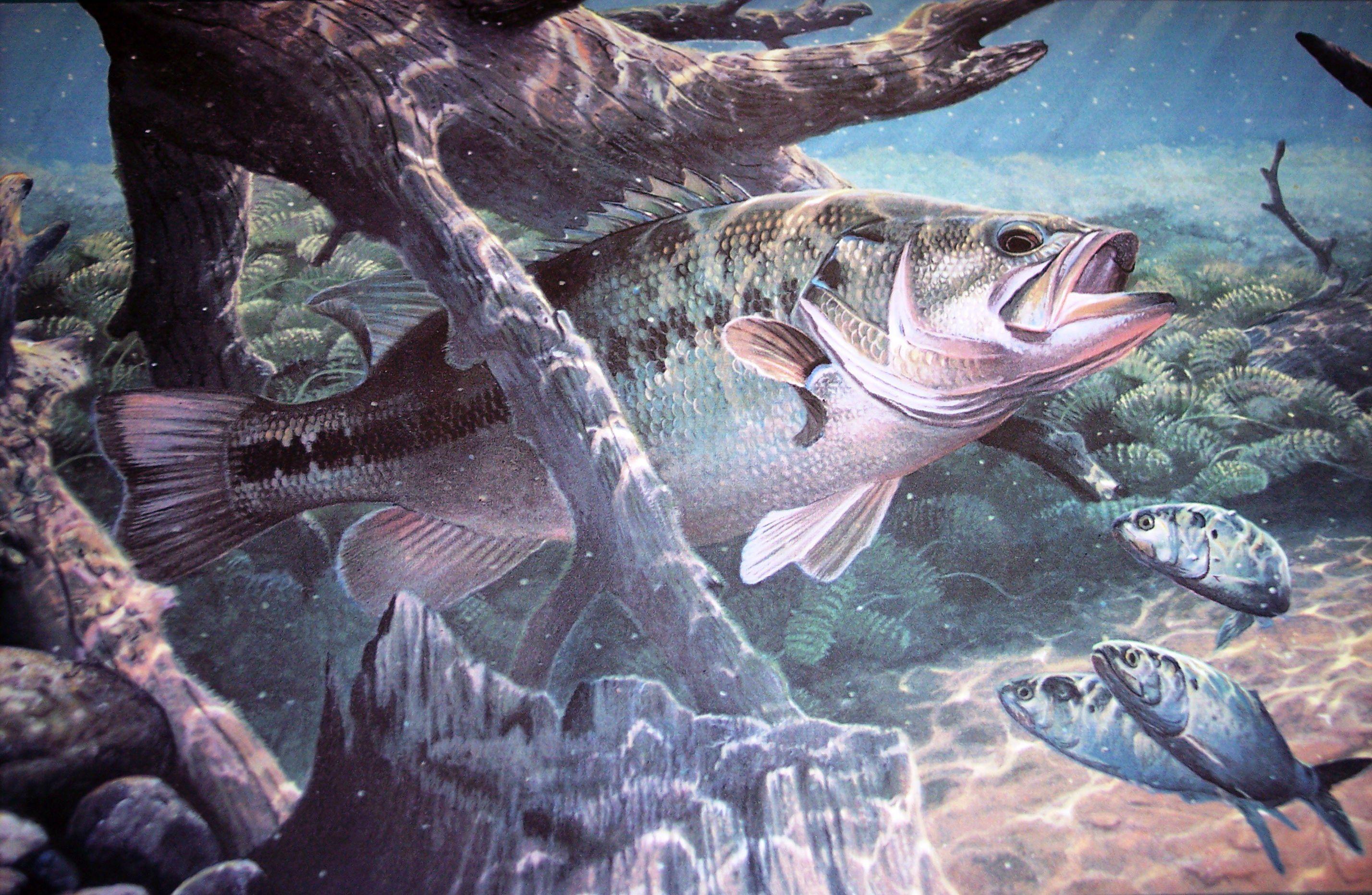 Bass Fish Wallpapers - Top Free Bass Fish Backgrounds - WallpaperAccess