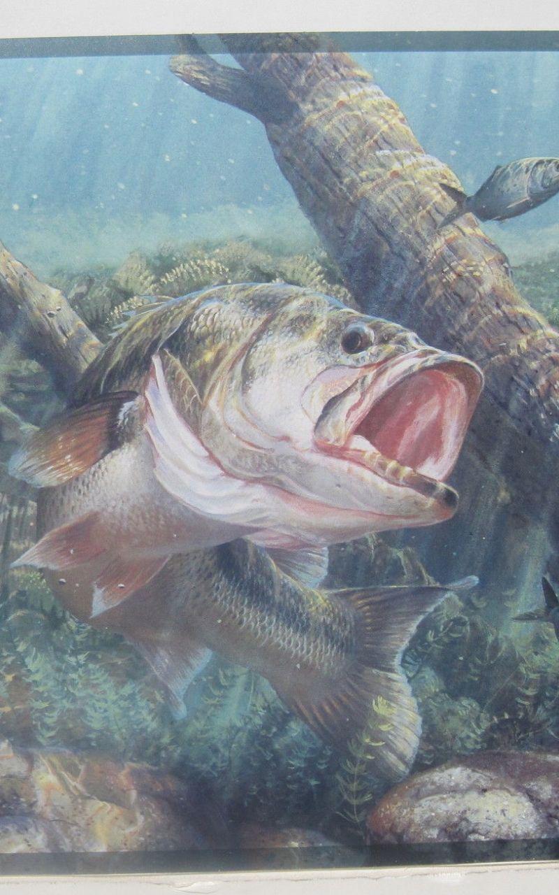 Bass Fish Wallpapers - Top Free Bass Fish Backgrounds - WallpaperAccess