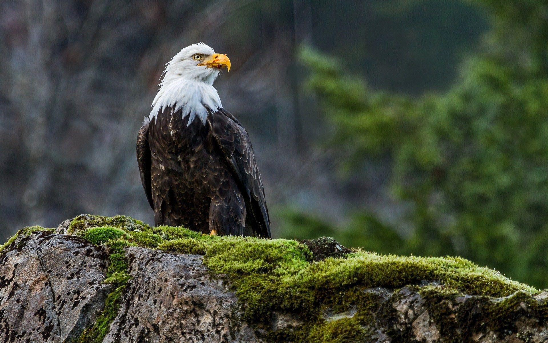 Eagle Bird Wallpapers - Top Free Eagle Bird Backgrounds - WallpaperAccess