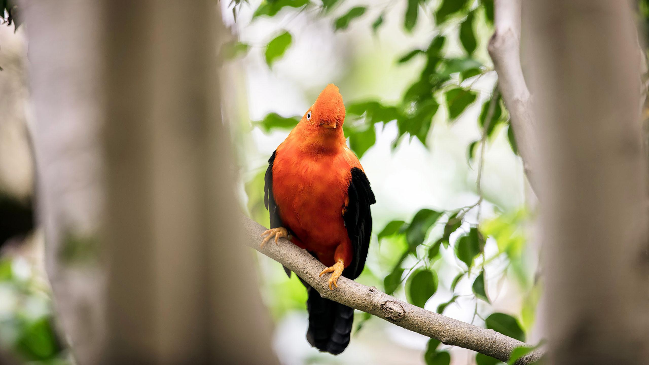 Red Bird Wallpapers - Top Free Red Bird Backgrounds - WallpaperAccess Red Bird Wallpapers - Top Free Red Bird Backgrounds - WallpaperAccess