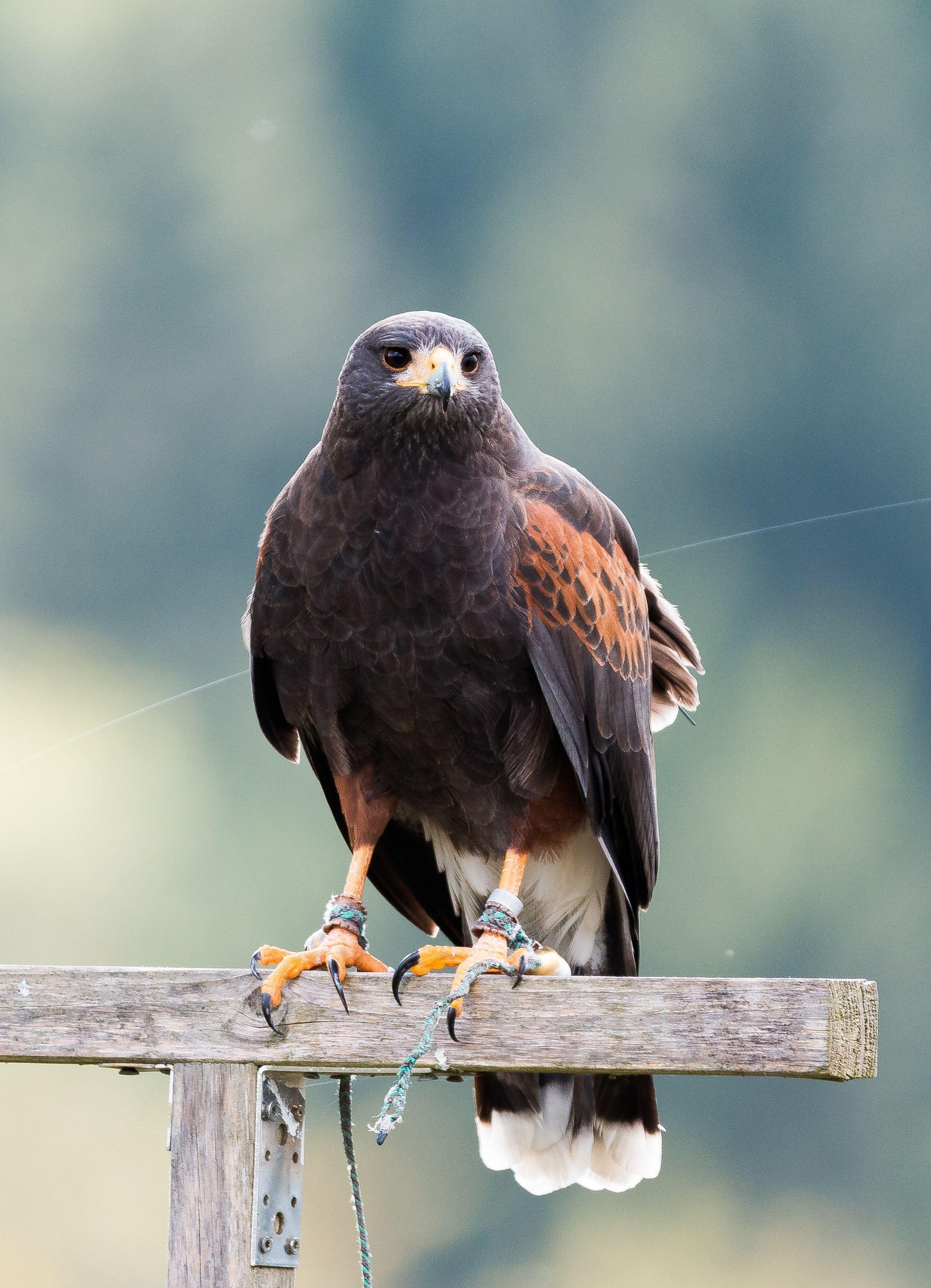 Falconry Wallpapers - Top Free Falconry Backgrounds - WallpaperAccess