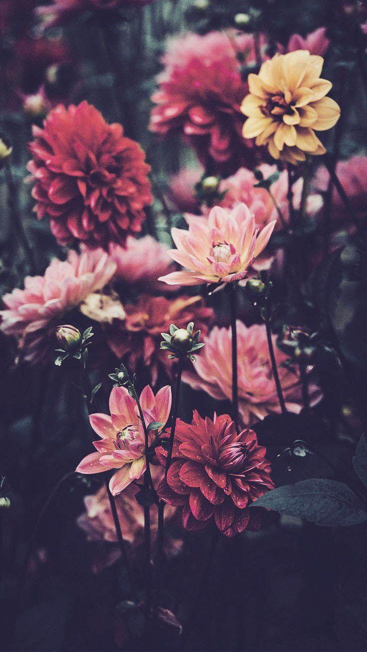Colorful Flower iPhone Wallpapers - Top Free Colorful Flower iPhone ...