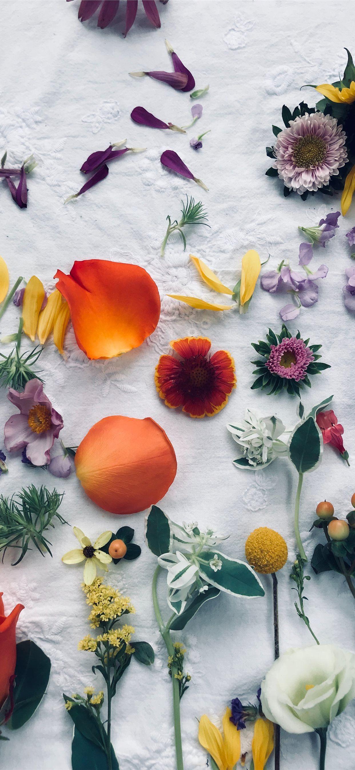 Colorful Flower iPhone Wallpapers - Top Free Colorful Flower iPhone ...