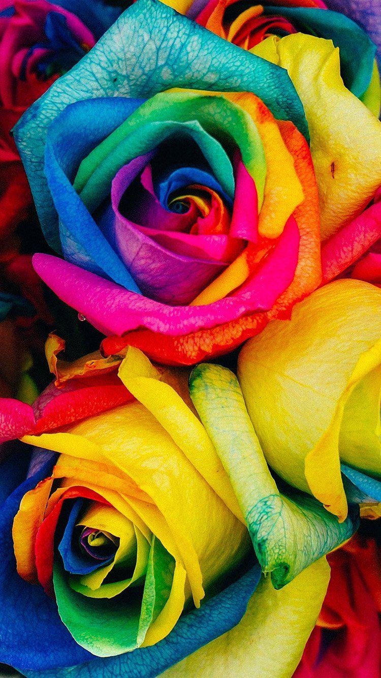 Colorful Flower iPhone Wallpapers - Top Free Colorful Flower iPhone ...