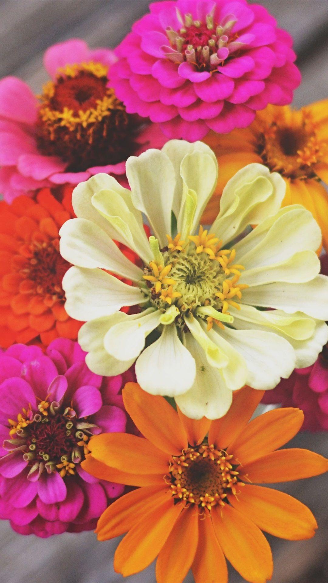 Colorful Flower iPhone Wallpapers - Top Free Colorful Flower iPhone ...