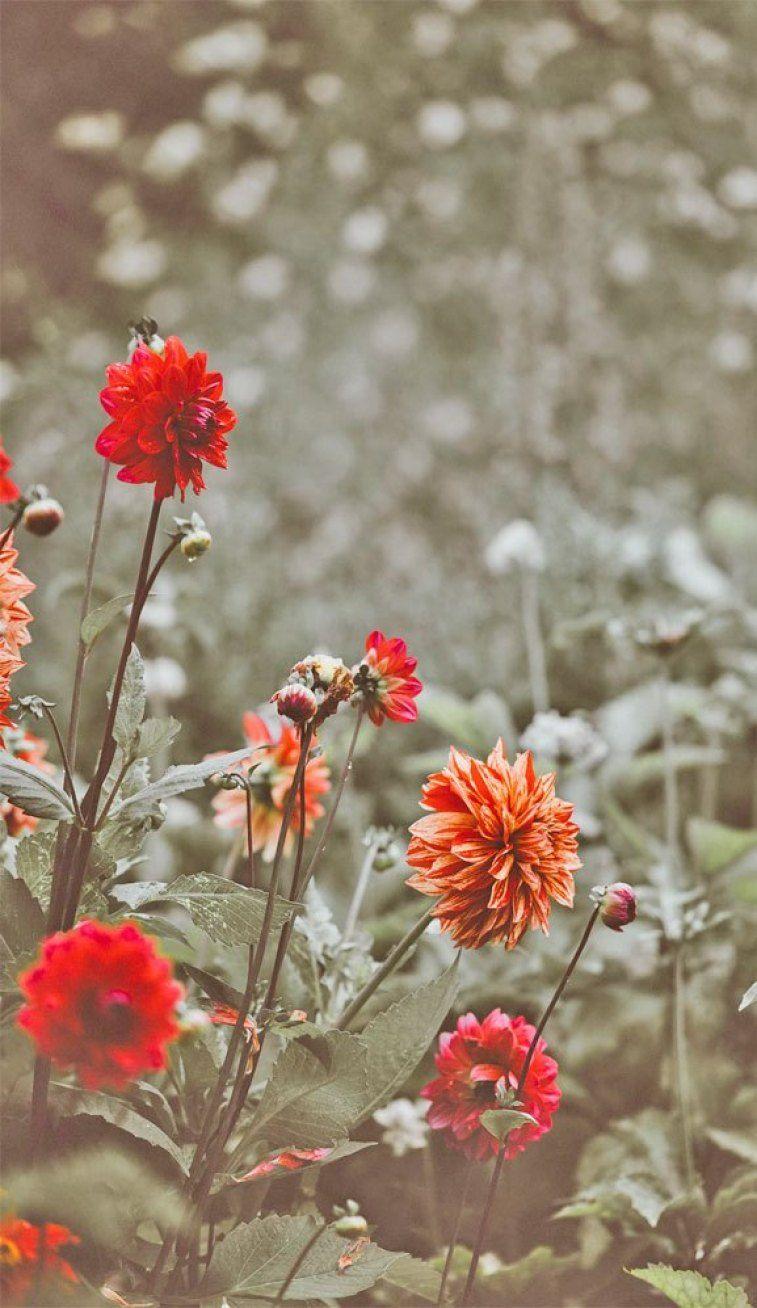 Colorful Flower iPhone Wallpapers - Top Free Colorful Flower iPhone ...