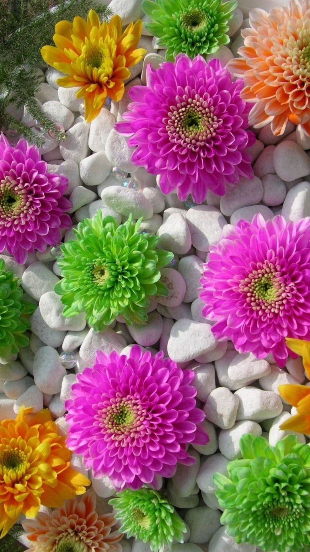 Colorful Flower iPhone Wallpapers - Top Free Colorful Flower iPhone ...