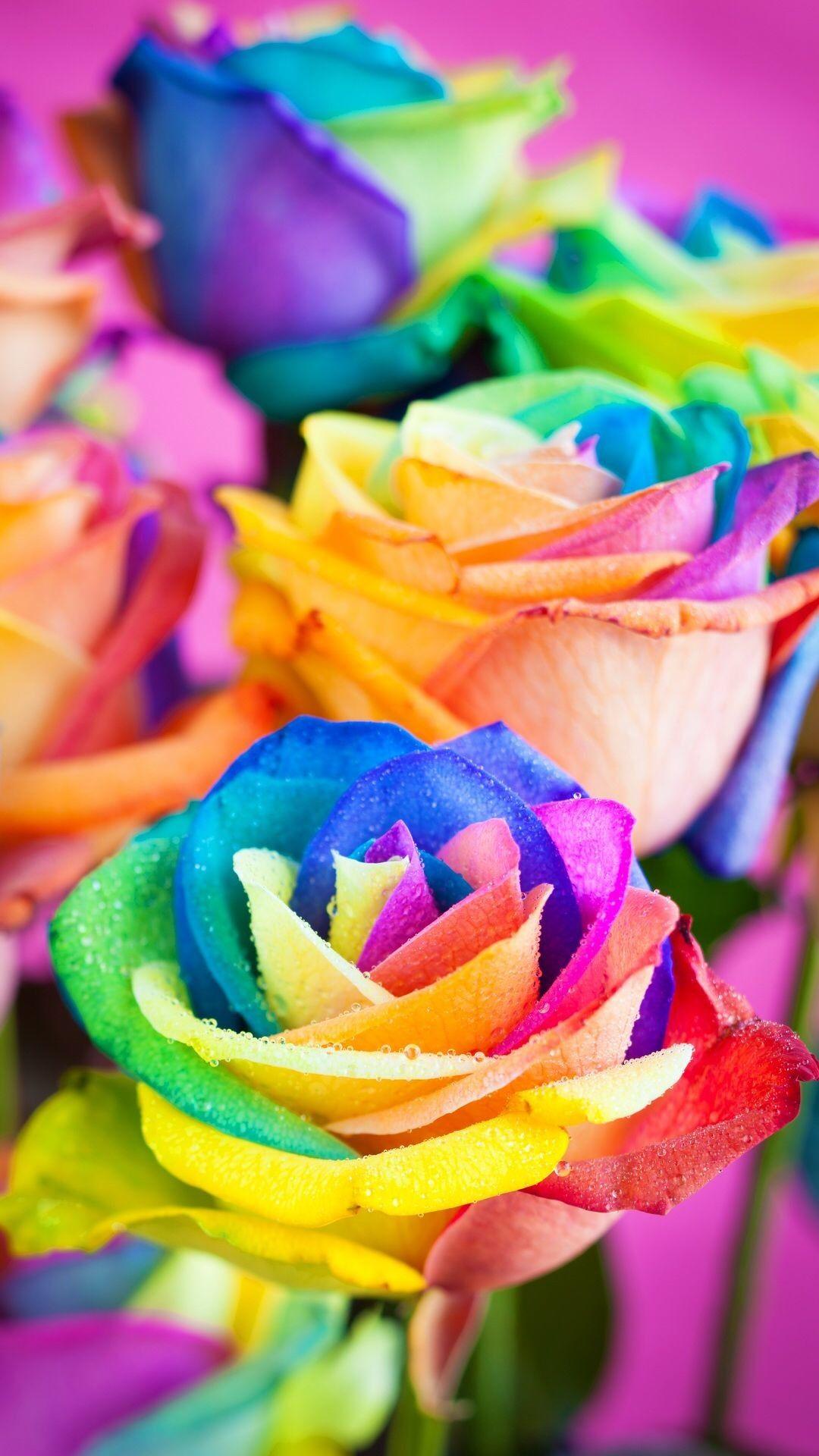 Colorful Flower iPhone Wallpapers - Top Free Colorful Flower iPhone ...