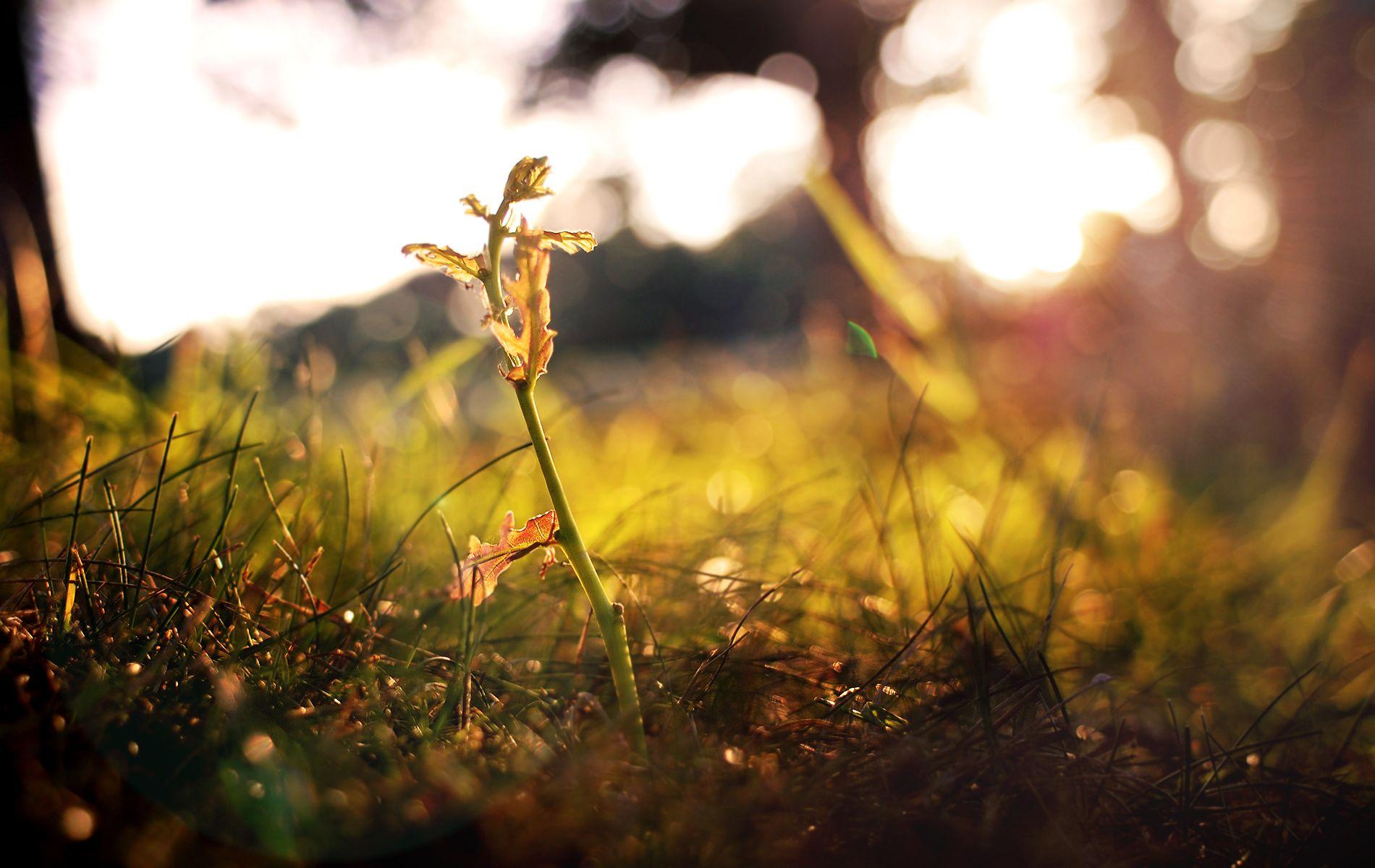 Nature Bokeh Wallpapers - Top Free Nature Bokeh Backgrounds ...