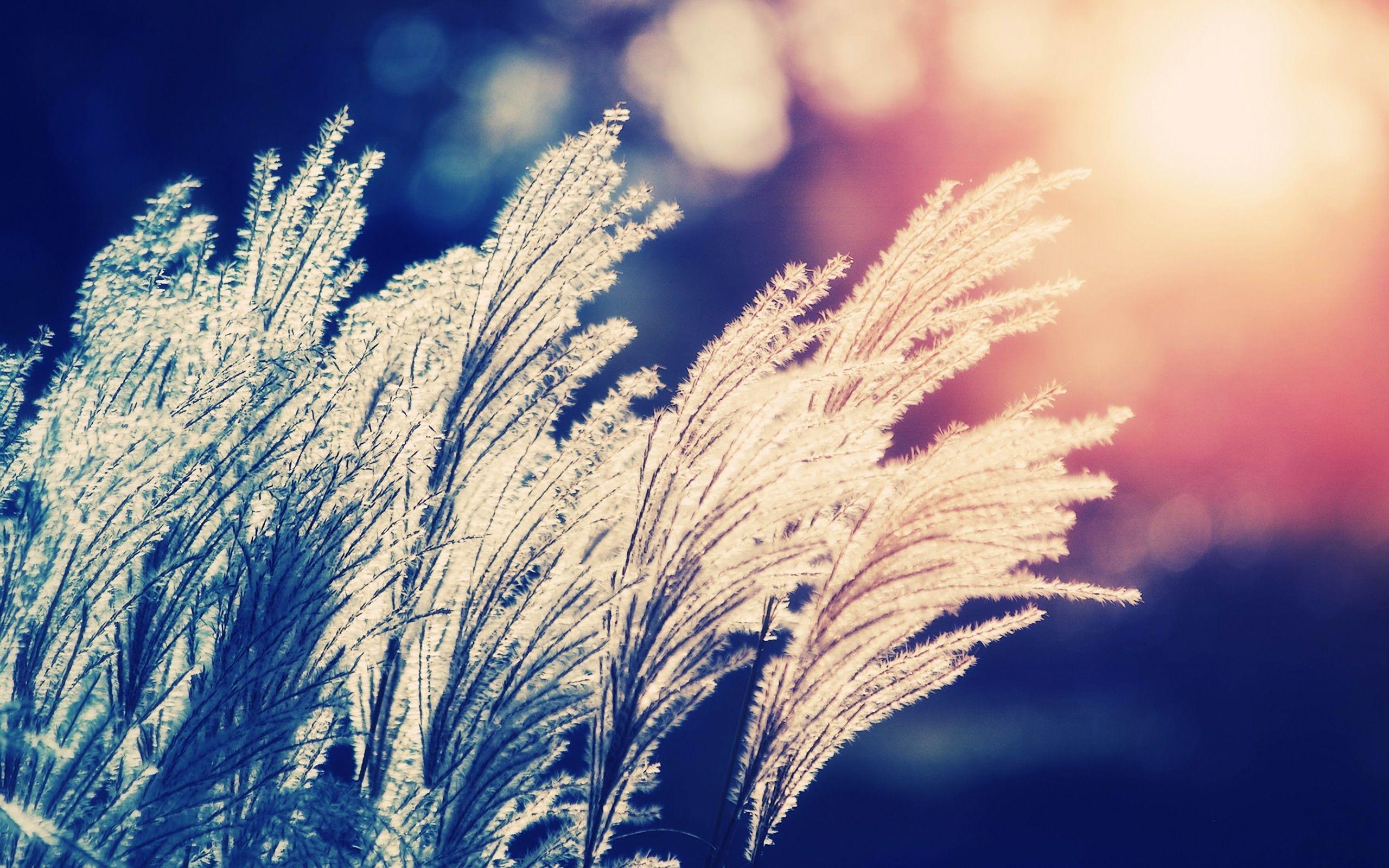 Nature Bokeh Wallpapers - Top Free Nature Bokeh Backgrounds ...