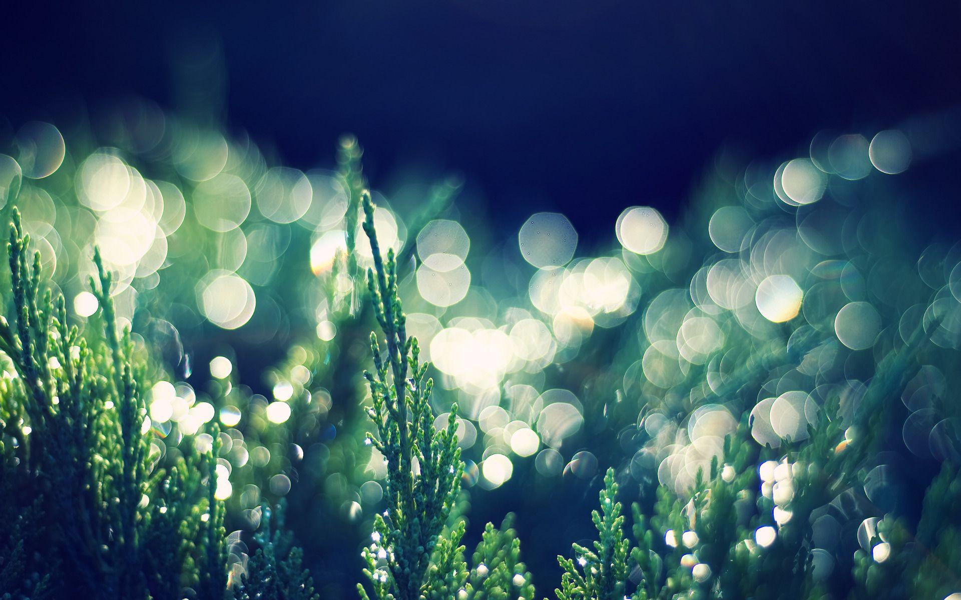 Nature Bokeh Wallpapers - Top Free Nature Bokeh Backgrounds ...