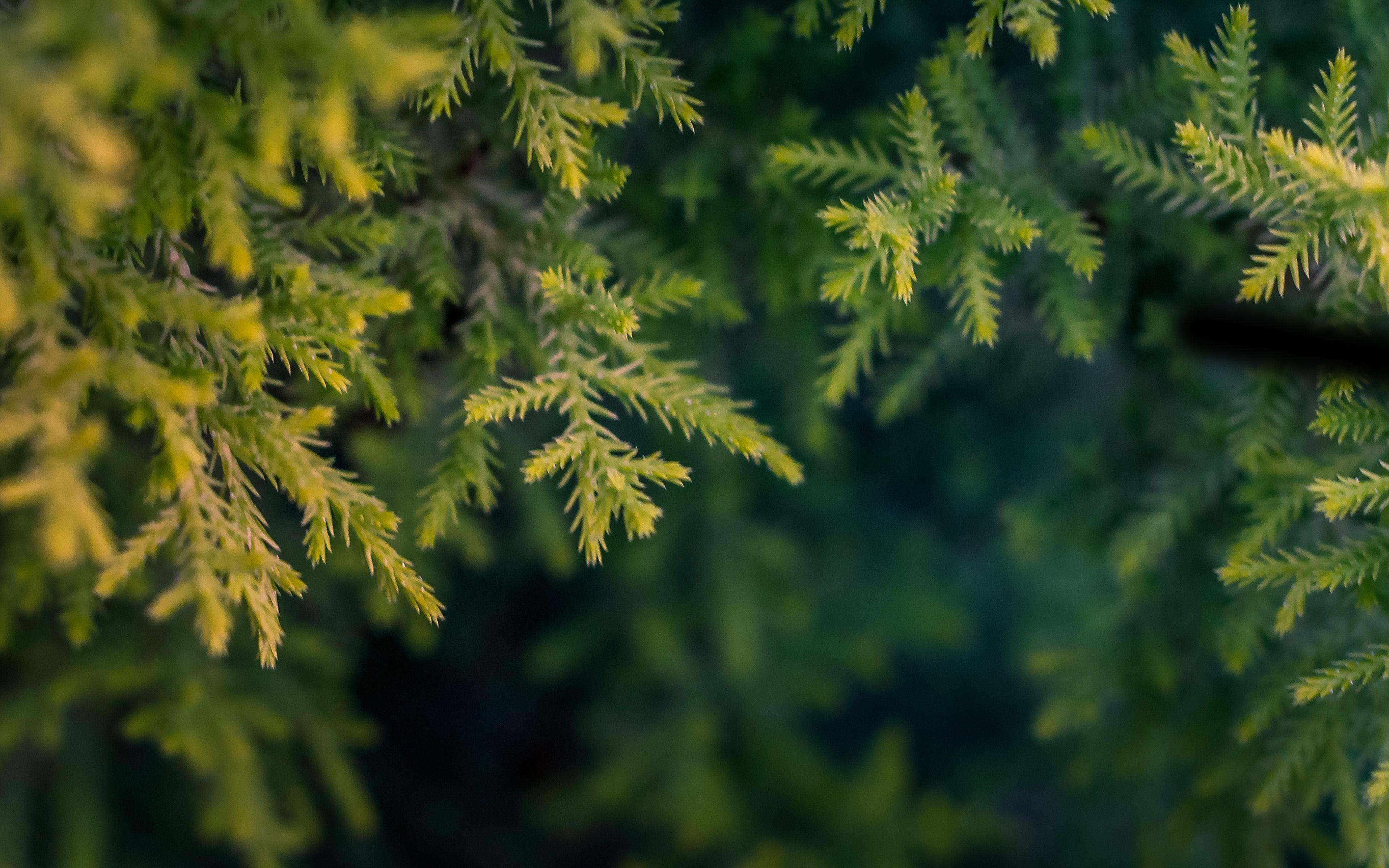 Bokeh Trees Wallpapers - Top Free Bokeh Trees Backgrounds - WallpaperAccess