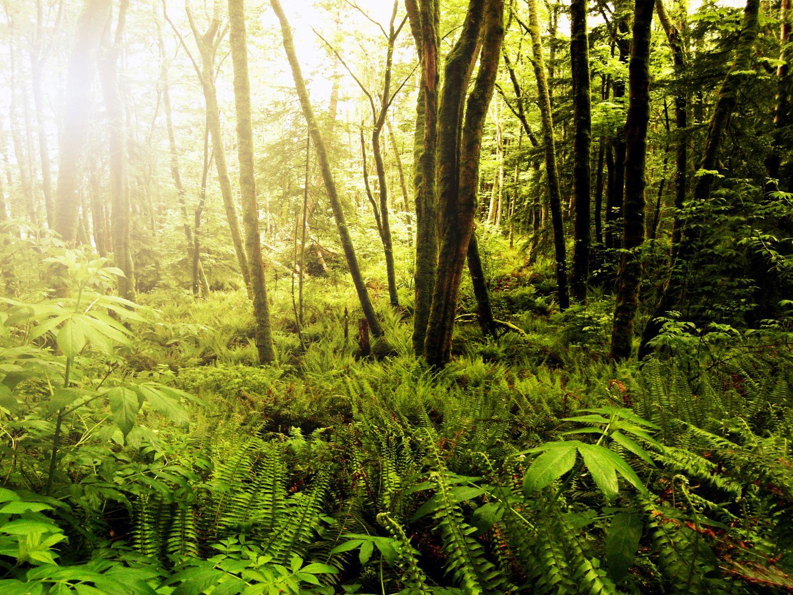 Washington Forest Wallpapers - Top Free Washington Forest Backgrounds ...