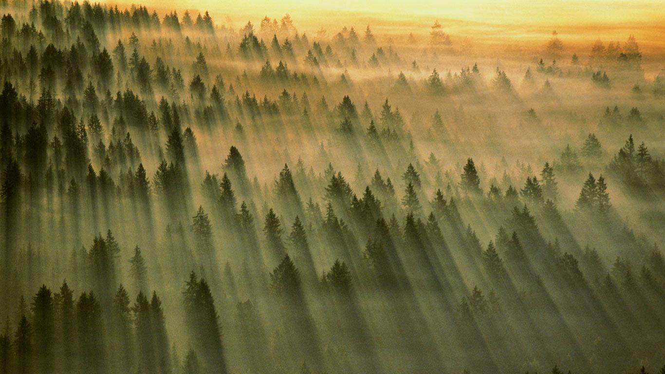 Washington Forest Wallpapers - Top Free Washington Forest Backgrounds ...