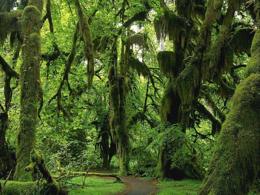 Washington Forest Wallpapers - Top Free Washington Forest Backgrounds ...