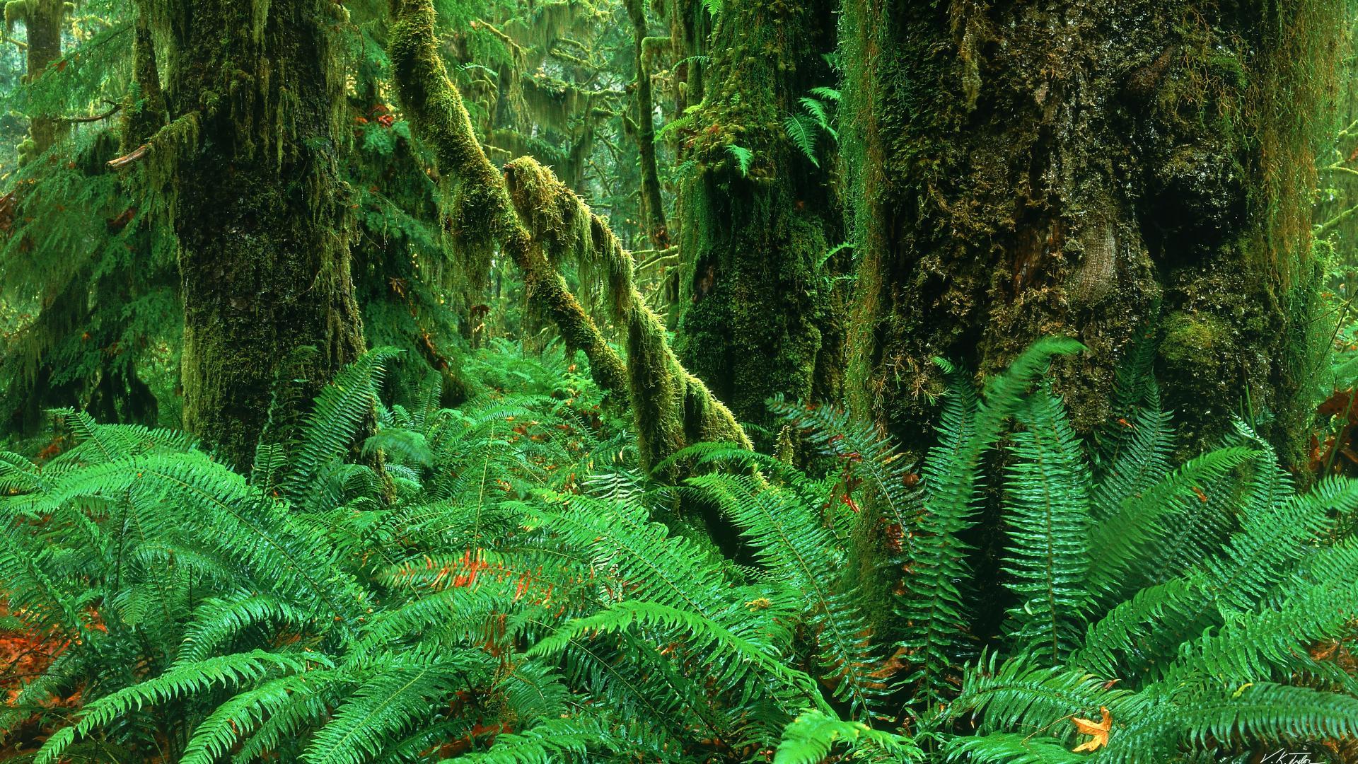 Washington Forest Wallpapers - Top Free Washington Forest Backgrounds ...