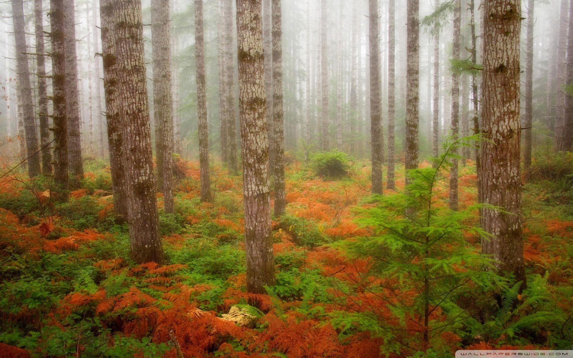 Washington Forest Wallpapers - Top Free Washington Forest Backgrounds ...