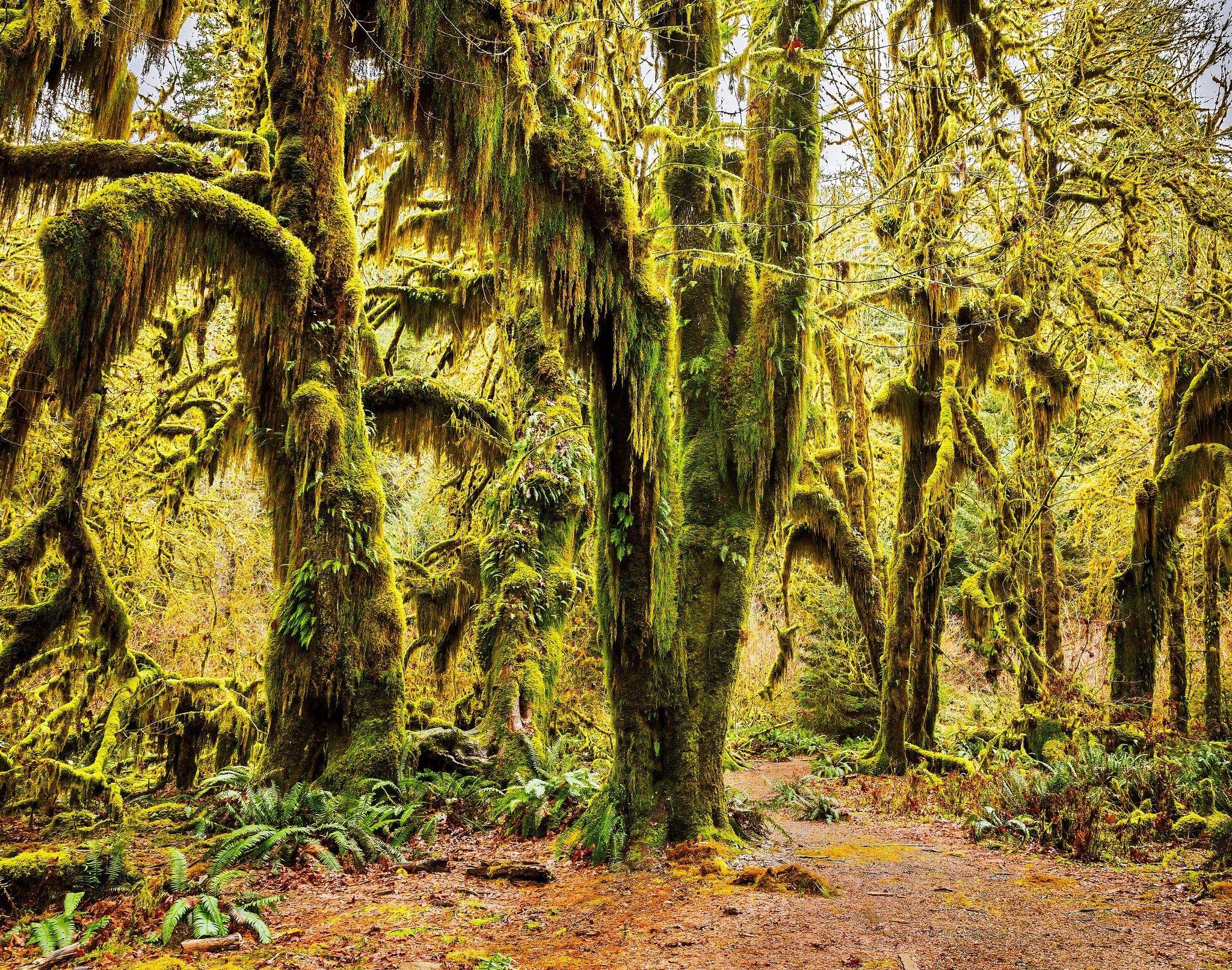 Washington Forest Wallpapers - Top Free Washington Forest Backgrounds ...