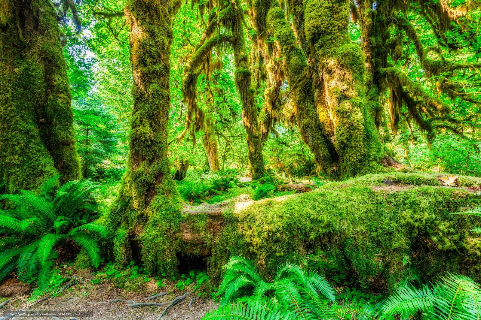 Washington Forest Wallpapers - Top Free Washington Forest Backgrounds ...