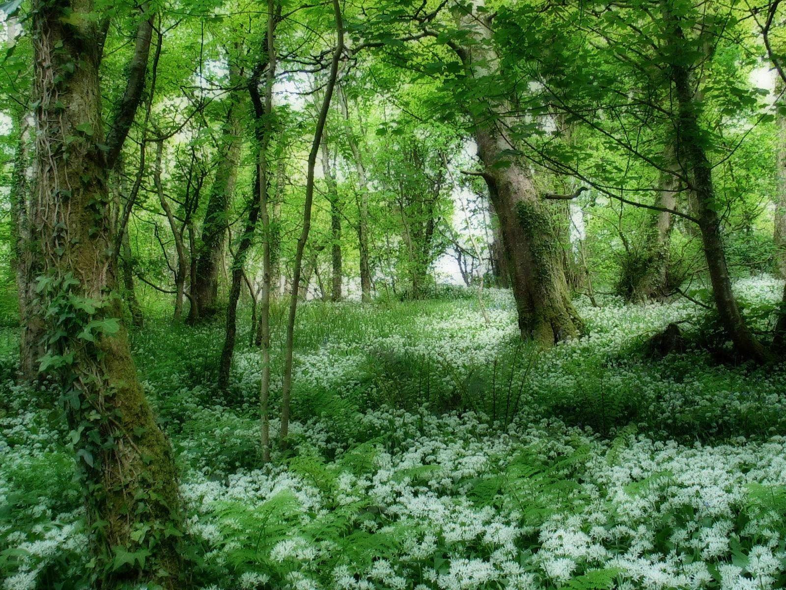 Beautiful HD Forest Wallpapers - Top Free Beautiful HD Forest ...