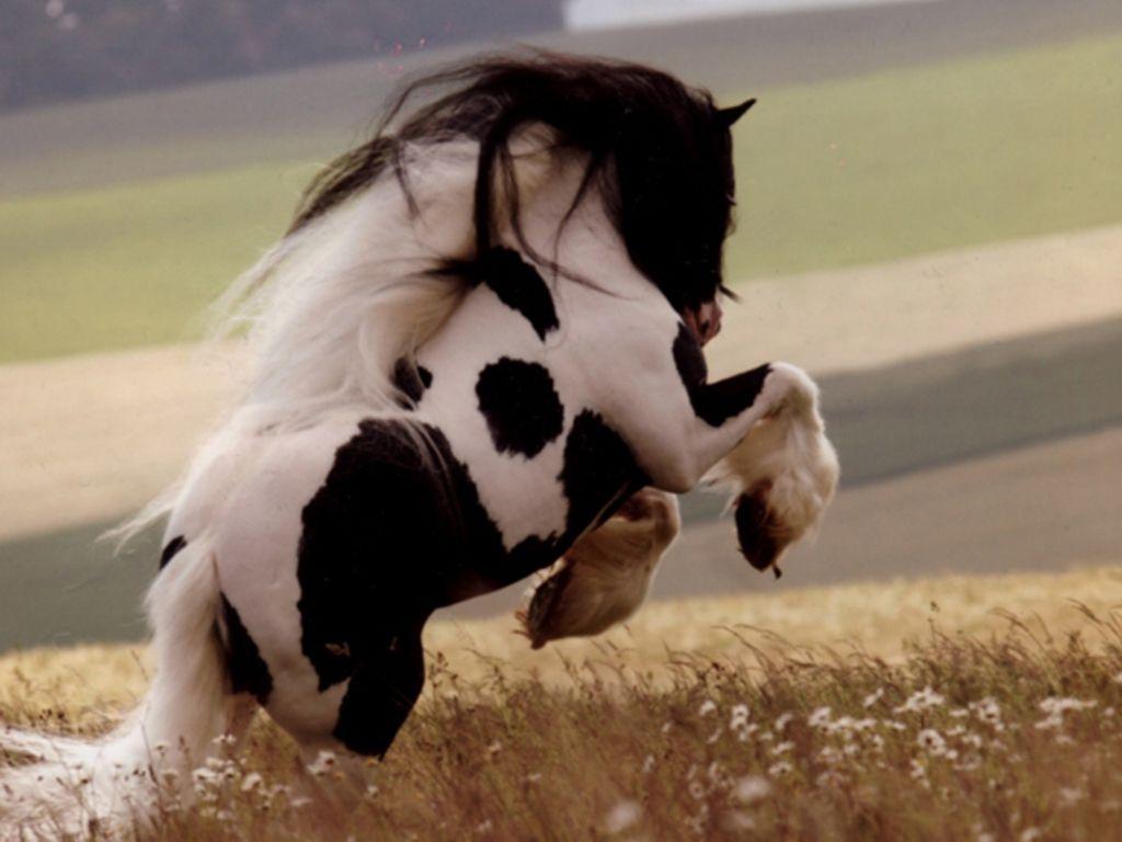 Gypsy Vanner Wallpapers - Top Free Gypsy Vanner Backgrounds ...