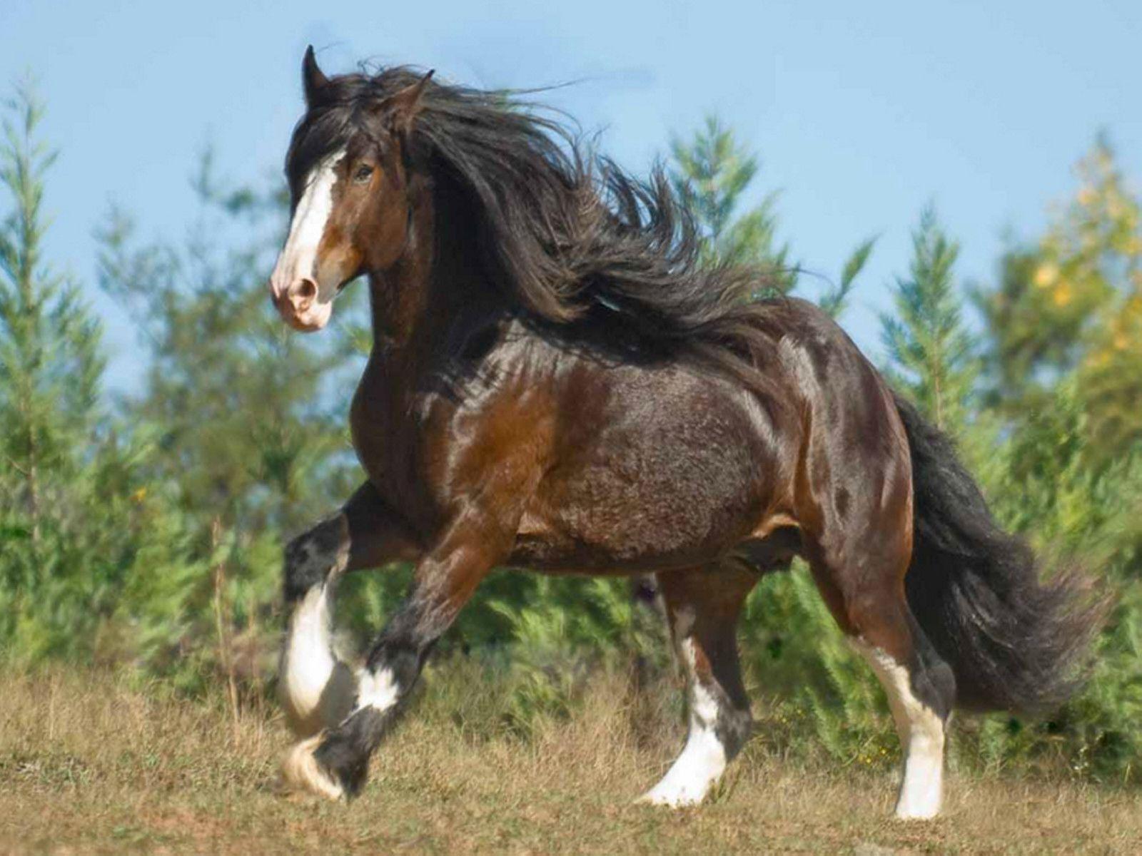 Gypsy Vanner Wallpapers - Top Free Gypsy Vanner Backgrounds ...