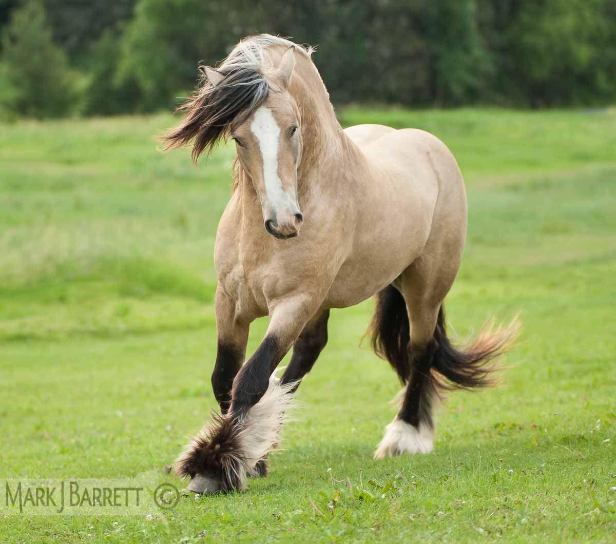 Gypsy Vanner Wallpapers - Top Free Gypsy Vanner Backgrounds ...