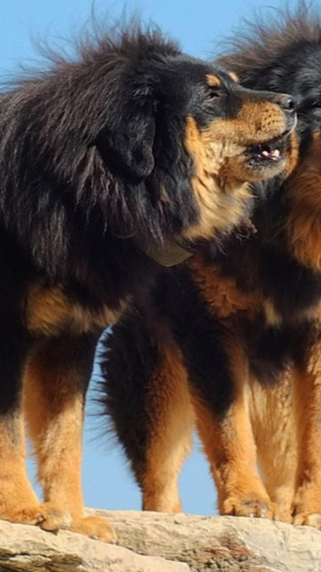 Tibetan Mastiff Wallpapers - Top Free Tibetan Mastiff Backgrounds ...