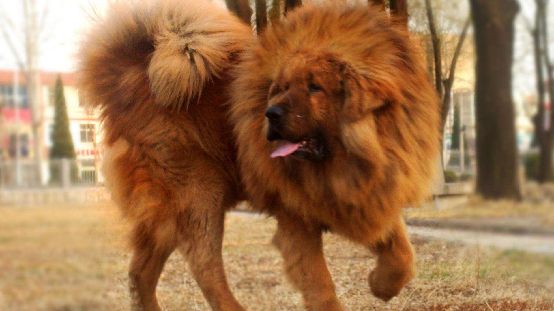 Tibetan Mastiff Wallpapers - Top Free Tibetan Mastiff Backgrounds ...