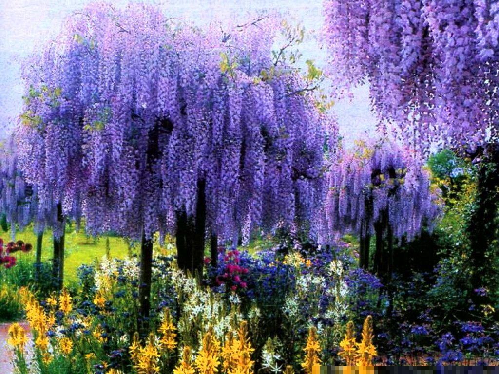 Wisteria Tree Wallpapers - Top Free Wisteria Tree Backgrounds ...