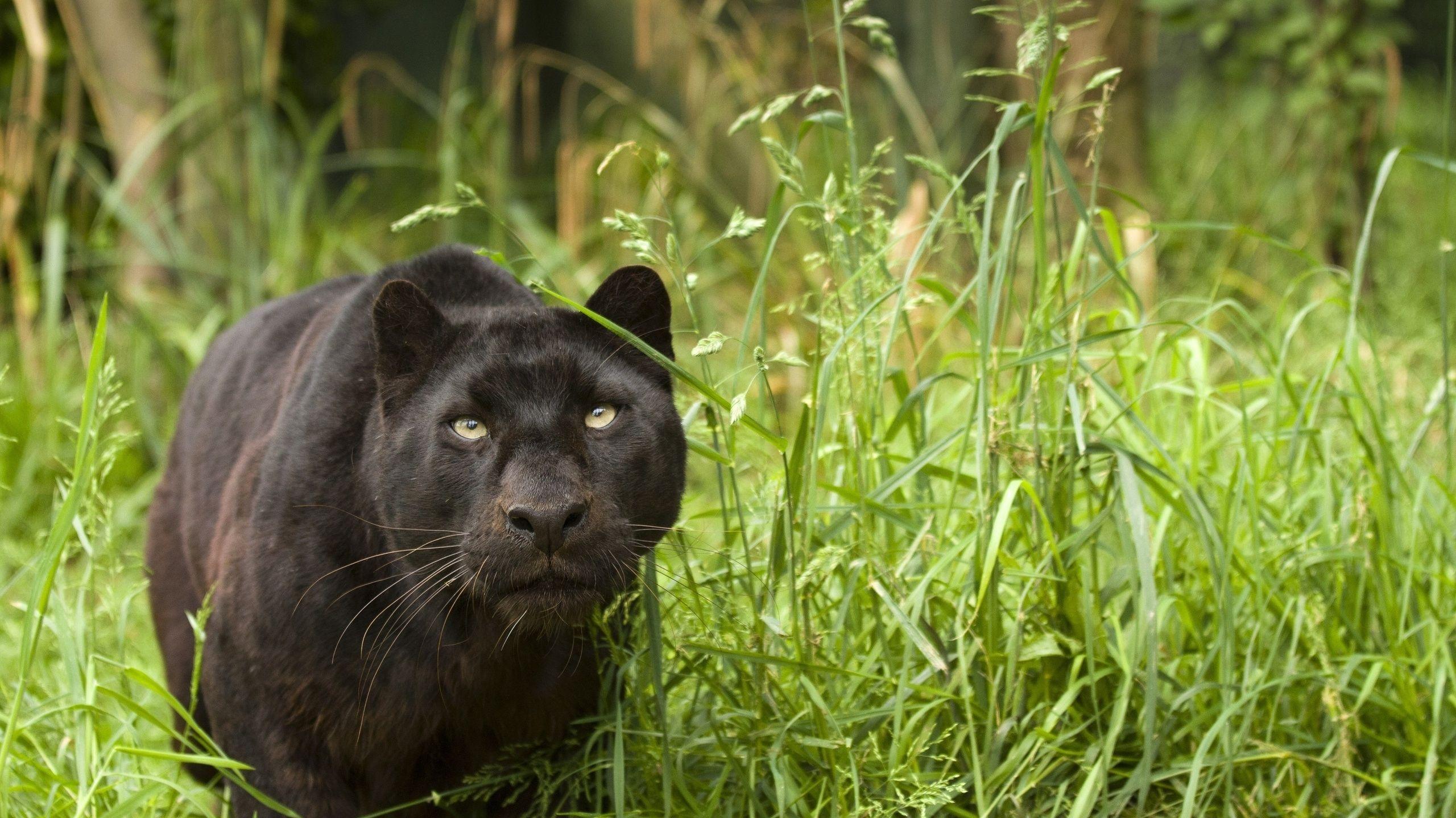 Black Puma Wallpapers - Top Free Black Puma Backgrounds - WallpaperAccess