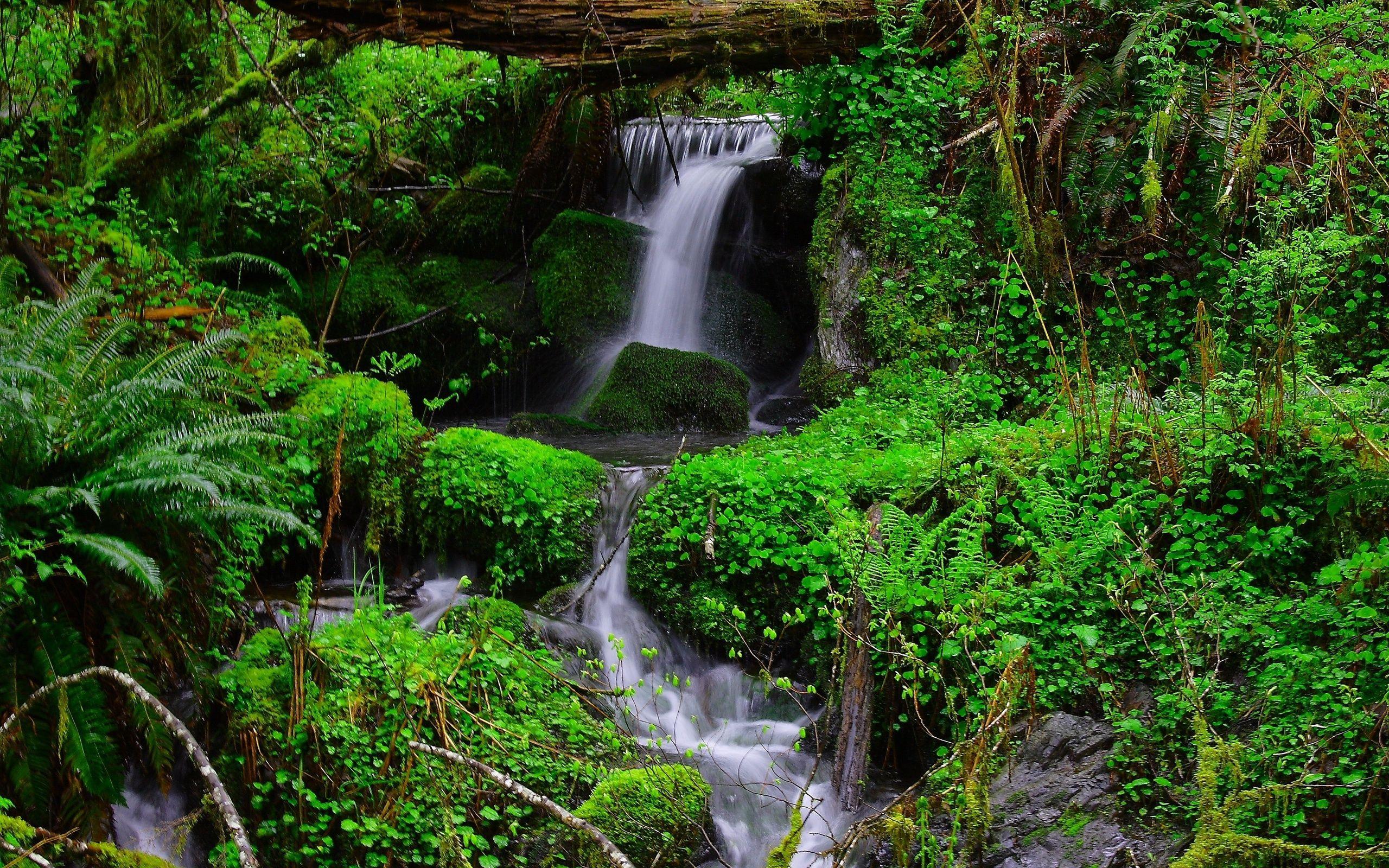 Vegetation Wallpapers - Top Free Vegetation Backgrounds - WallpaperAccess